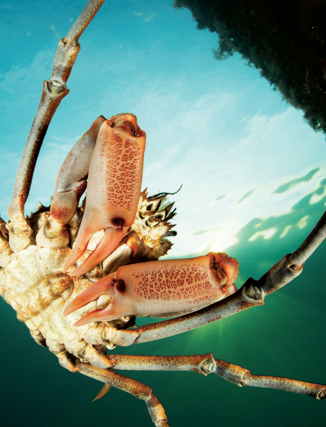 Big Australian Spider Crabs